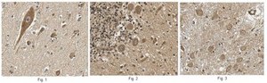 ??fjf | Sigma-Aldrich