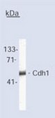¥dh6kns9jrz | Sigma-Aldrich