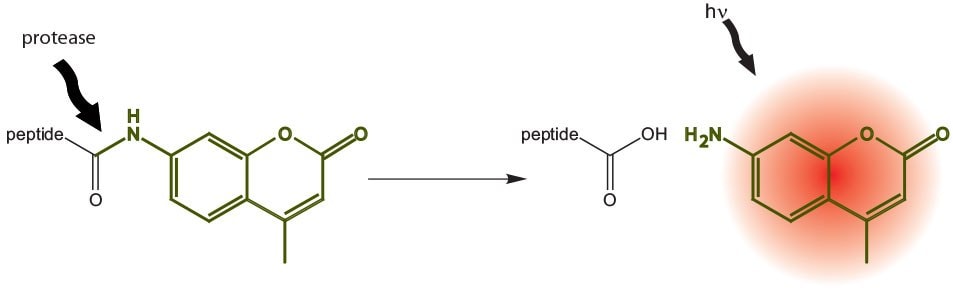 Peptide Labeling