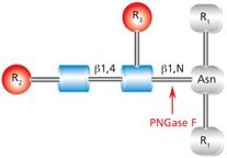 Immobilized Metal Chelate Affinity Chromatography (IMAC)