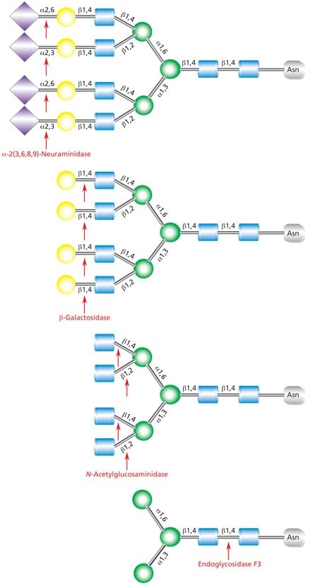 Strategies for Deglycosylating N-Linked Glycans