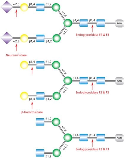 Strategies for Deglycosylating N-Linked Glycans