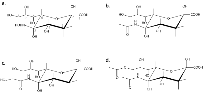 Sialic Acid