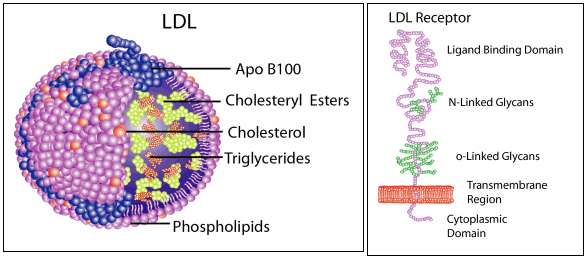 Ldl Cholesterol Molecule