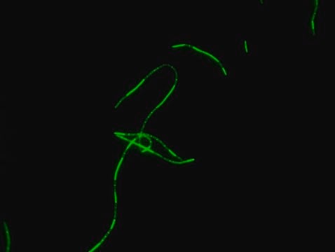 Fitc | Sigma-Aldrich