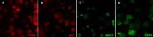 3dGRO® Endometrial Organoids (274T) | Sigma-Aldrich