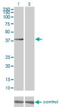 Anti-AIM2 Antibody, clone 3B10