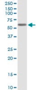 Mbk1 | Sigma-Aldrich
