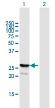 FGF21 | Sigma-Aldrich