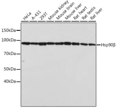 Hsp90 | Sigma-Aldrich