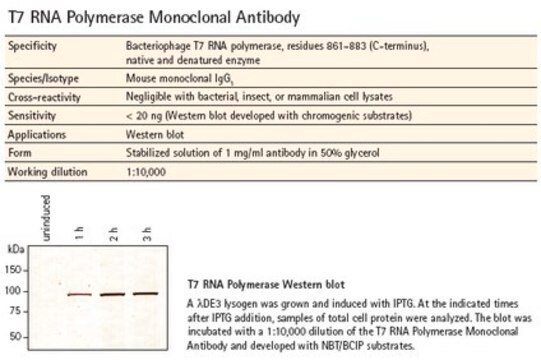 T7 RNA Polymerase Monoclonal Antibody Novagen® | Sigma-Aldrich