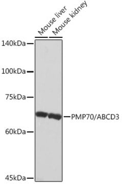 Pmp70 | Sigma-Aldrich
