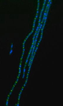 Fitc | Sigma-Aldrich