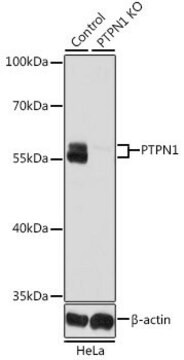 Ptp1b | Sigma-Aldrich