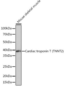 Ctnt | Sigma-Aldrich