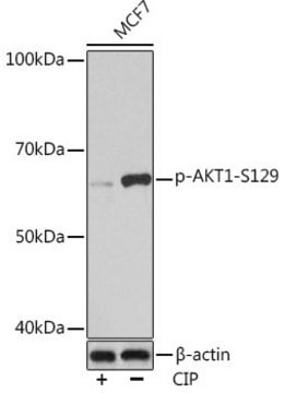 Akt1 | Sigma-Aldrich