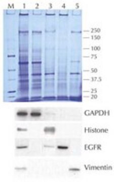 Compartment protein extraction kit | Sigma-Aldrich