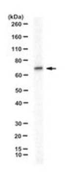 Proline | Sigma-Aldrich