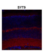 Syto9 | Sigma-Aldrich