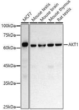 Akt1 | Sigma-Aldrich