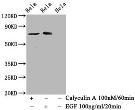 1c2 antibody | Sigma-Aldrich
