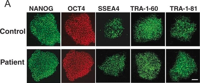MAB4360 | Sigma-Aldrich