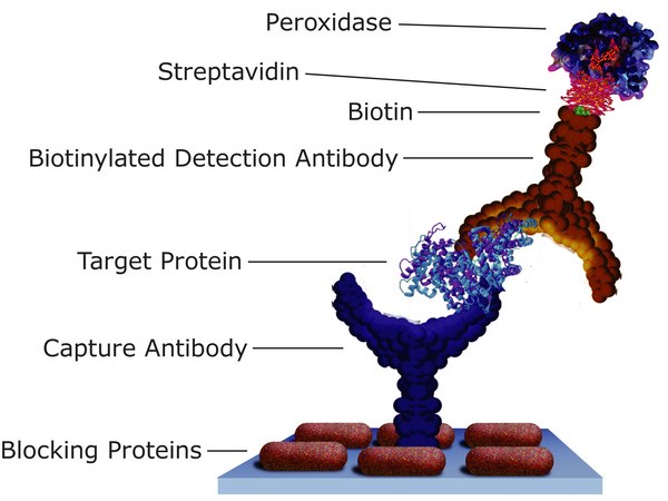 Biotin Streptavidin