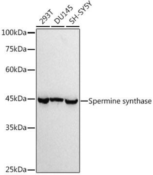 Spermine | Sigma-Aldrich