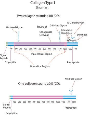 Type 1 Collagen Structure