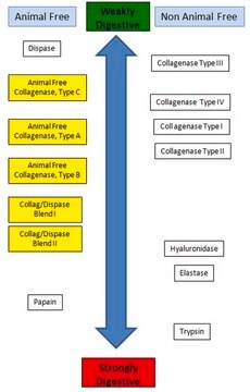 Collagenase iv | Sigma-Aldrich