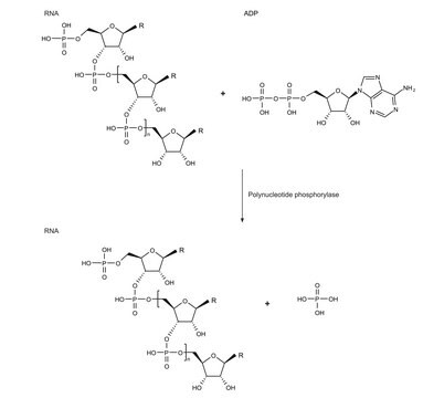 Polynucleotide | Sigma-Aldrich