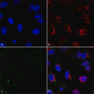 Hspa1a | Sigma-Aldrich