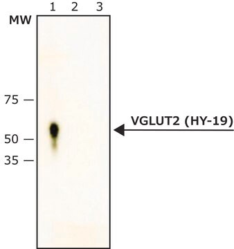 Vglut2 | Sigma-Aldrich