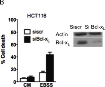 Actin | Sigma-Aldrich