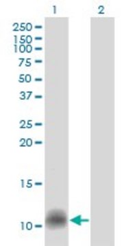 Cc1 antibody | Sigma-Aldrich
