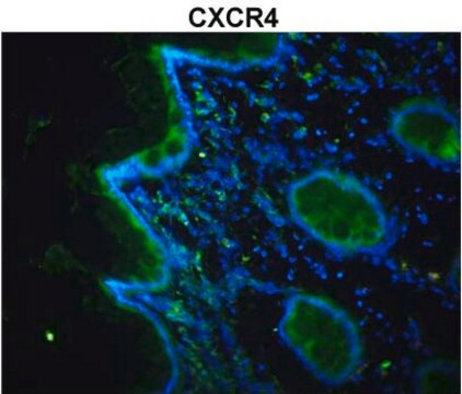 CXCR4 | Sigma-Aldrich